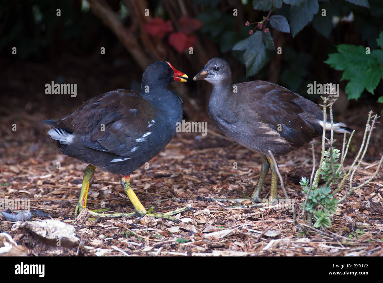 Male and female moorhens hi-res stock photography and images - Alamy