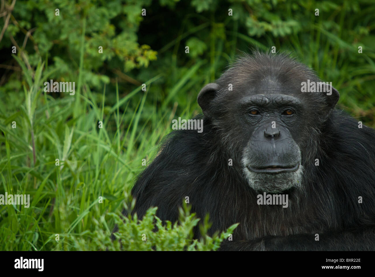 Chimpanzee with grey hair hi-res stock photography and images - Alamy