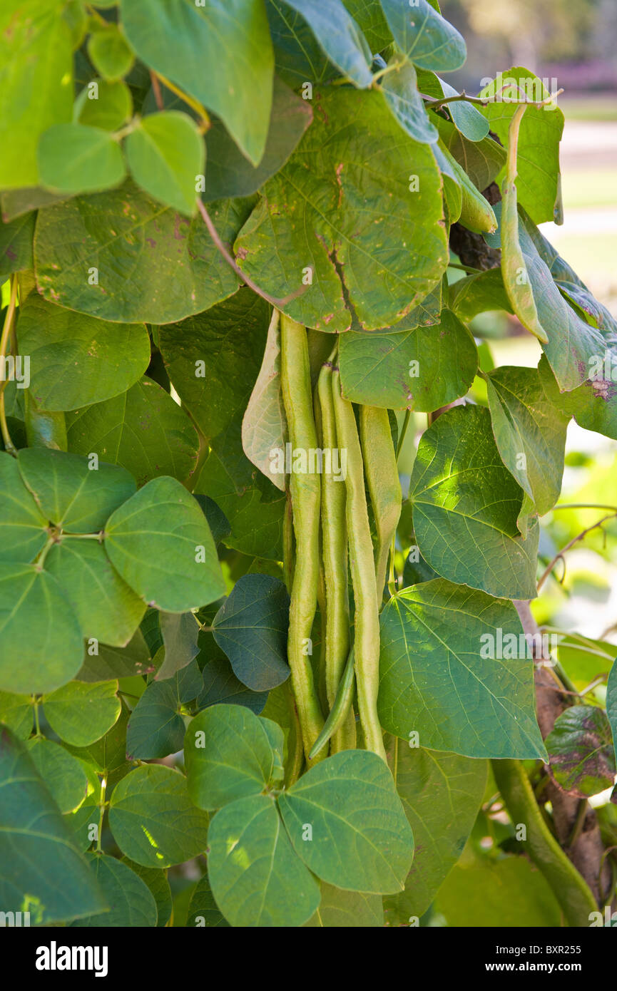 Runner bean phaseolus coccineus on hi-res stock photography and images ...