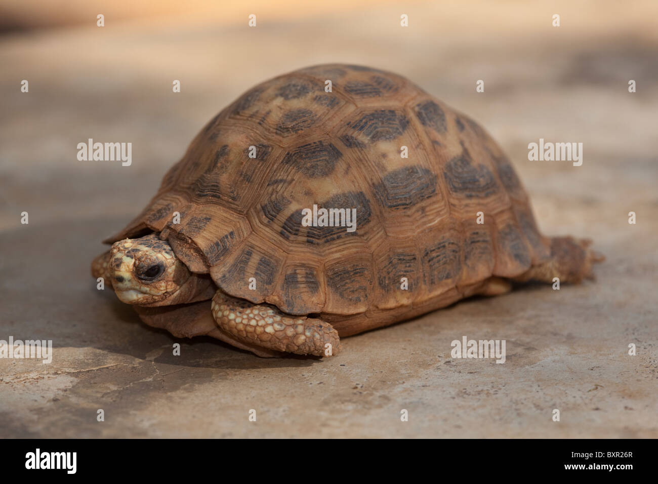 Madagascar pattern hi-res stock photography and images - Alamy