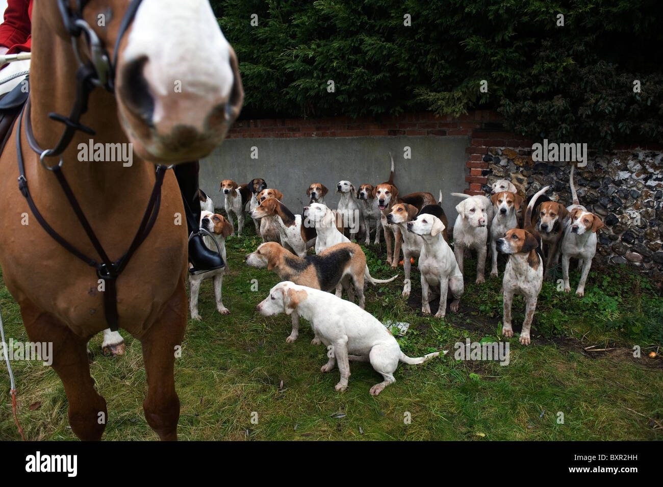 East Suffolk Hunt prepare for their traditional new years day hunt with ...