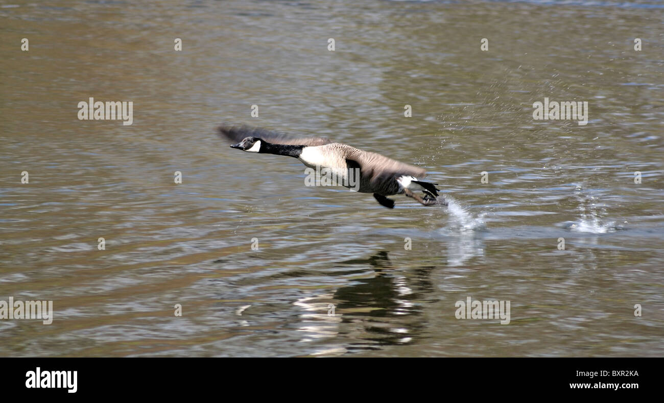Canadian Goose taking to flight in early Spring Stock Photo - Alamy
