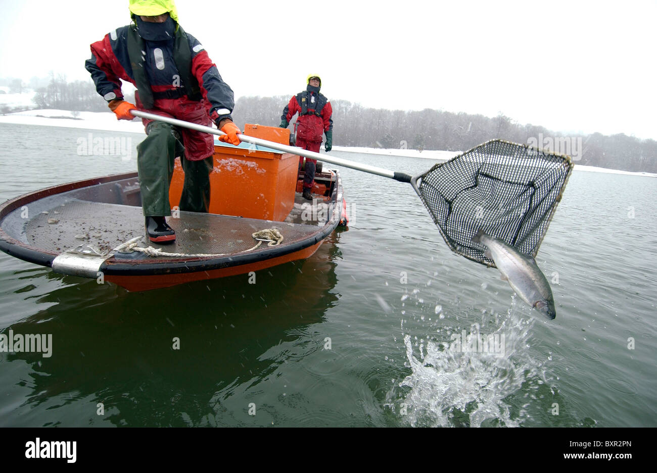 Release releasing farmed fish trout hi-res stock photography and images ...