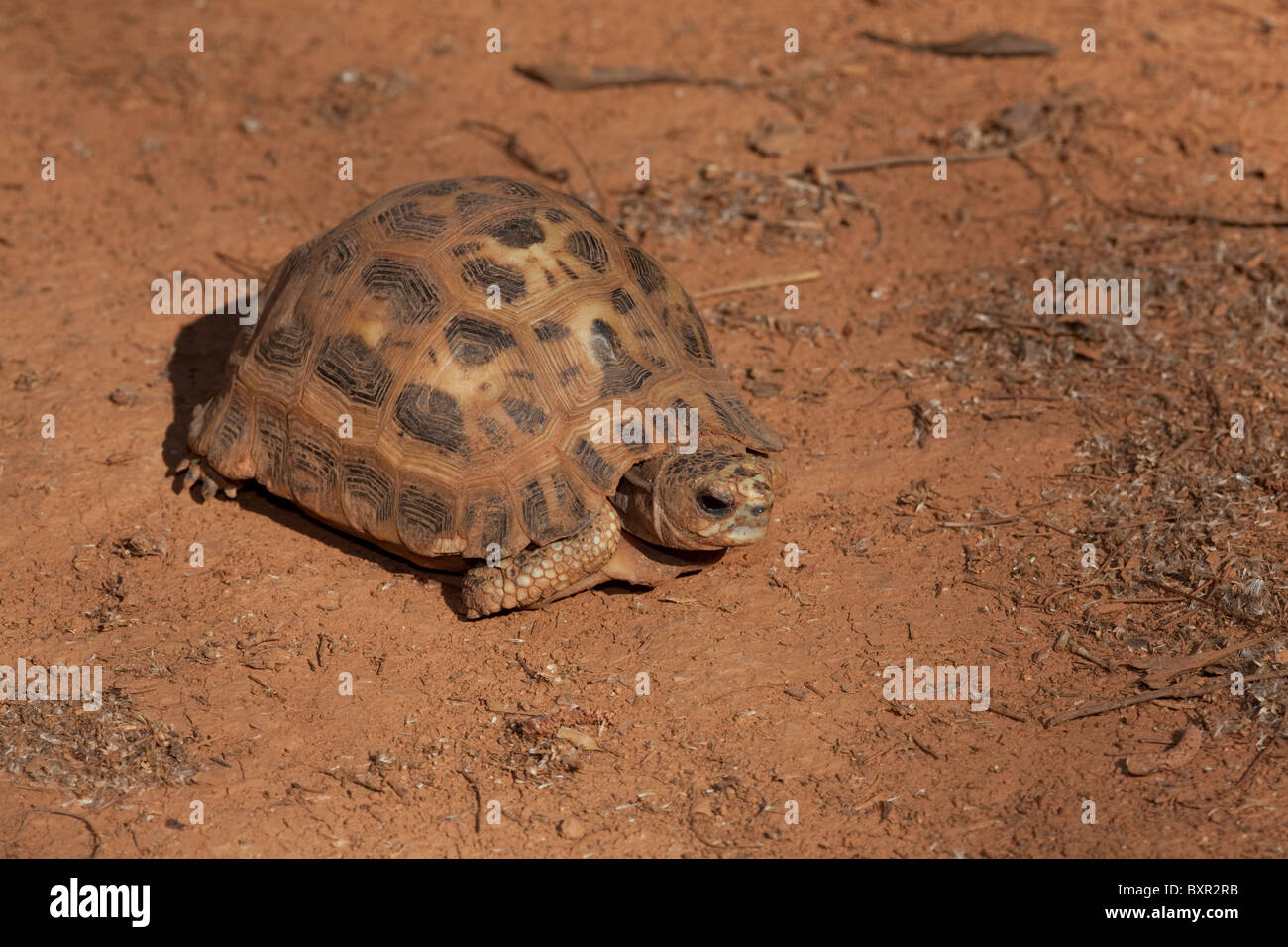 Sympatric with radiated tortoise hi-res stock photography and images ...