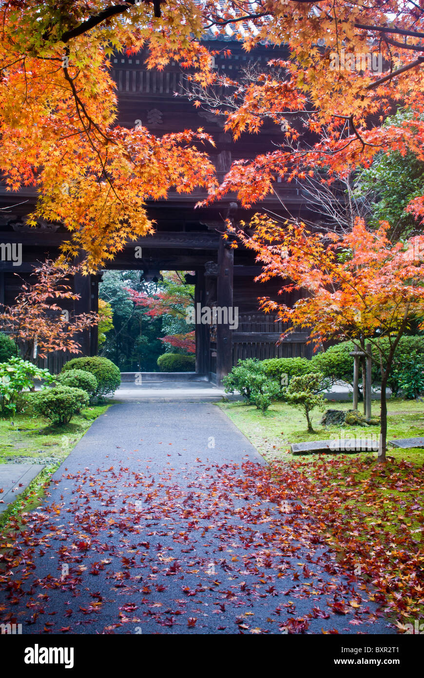Japanese maple trees with fall foliage lining the entrance to a temple ...