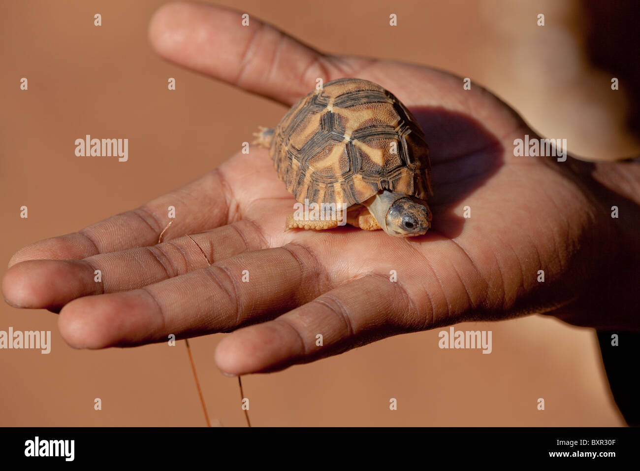 Radiated Tortoise Astrochelys (Geochelone) radiata. First year juvenile ...