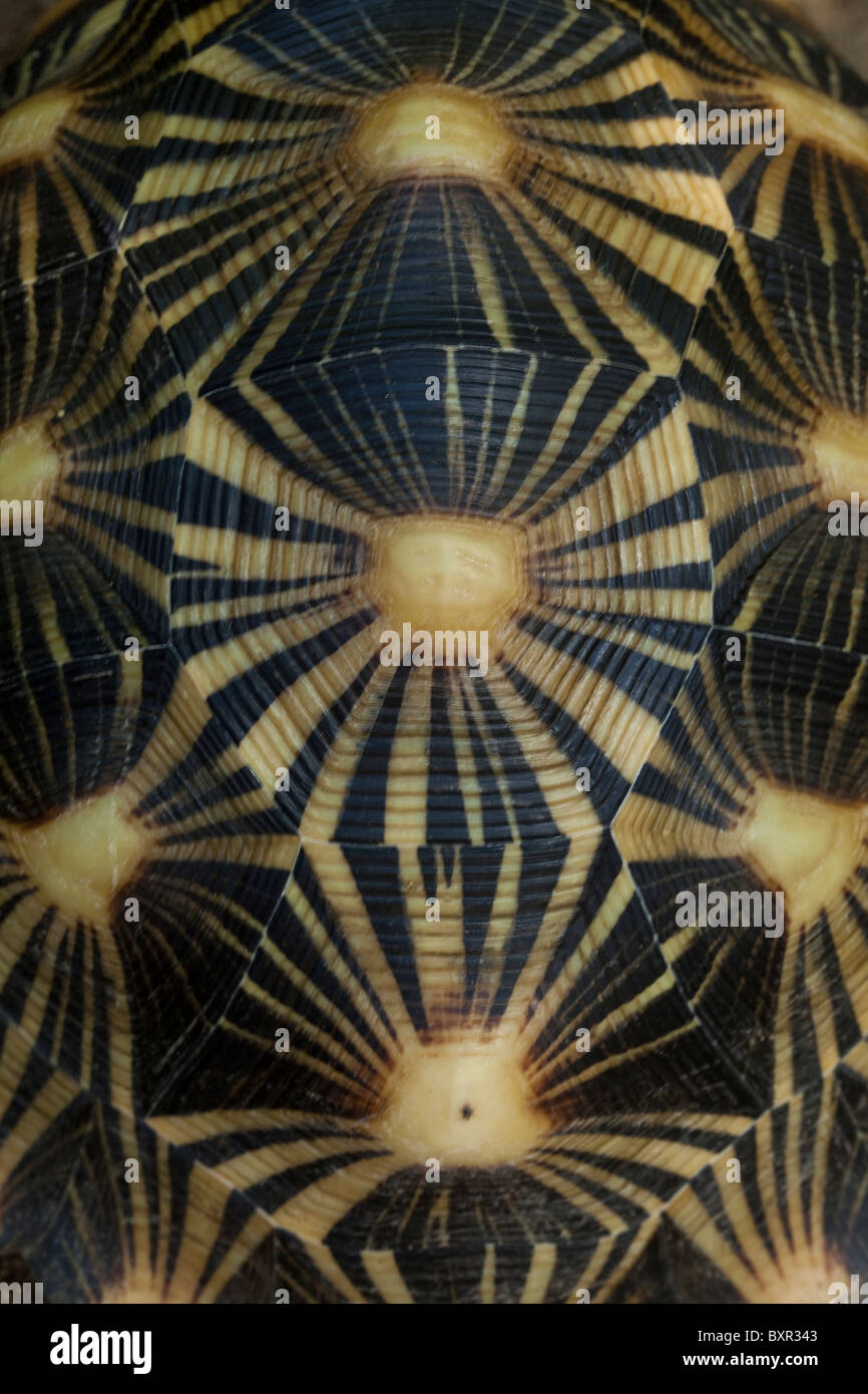 Tortoise shell pattern hi-res stock photography and images - Alamy