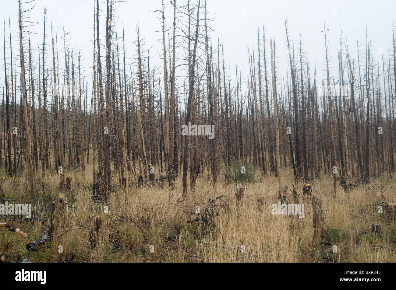A stand of trees after fire starting to recover Stock Photo - Alamy