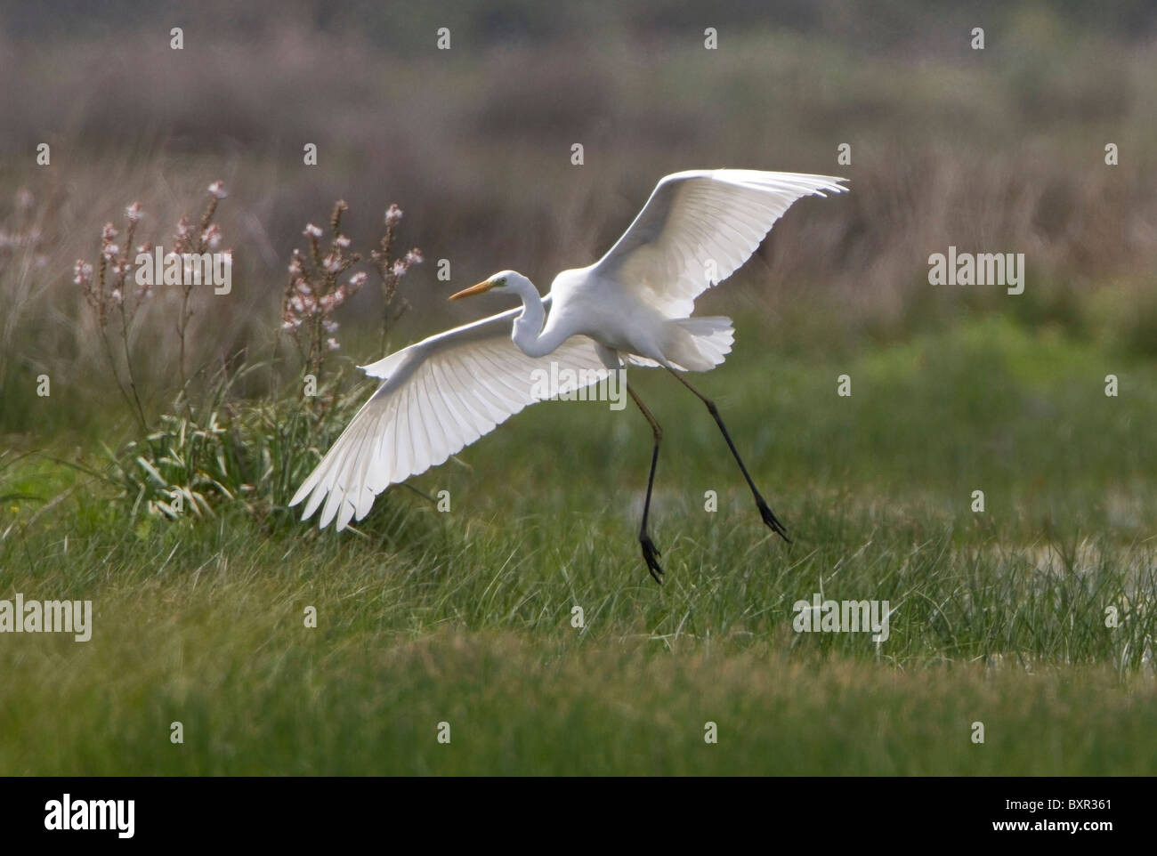 Great Egret (Egretta alba) landing Stock Photo - Alamy