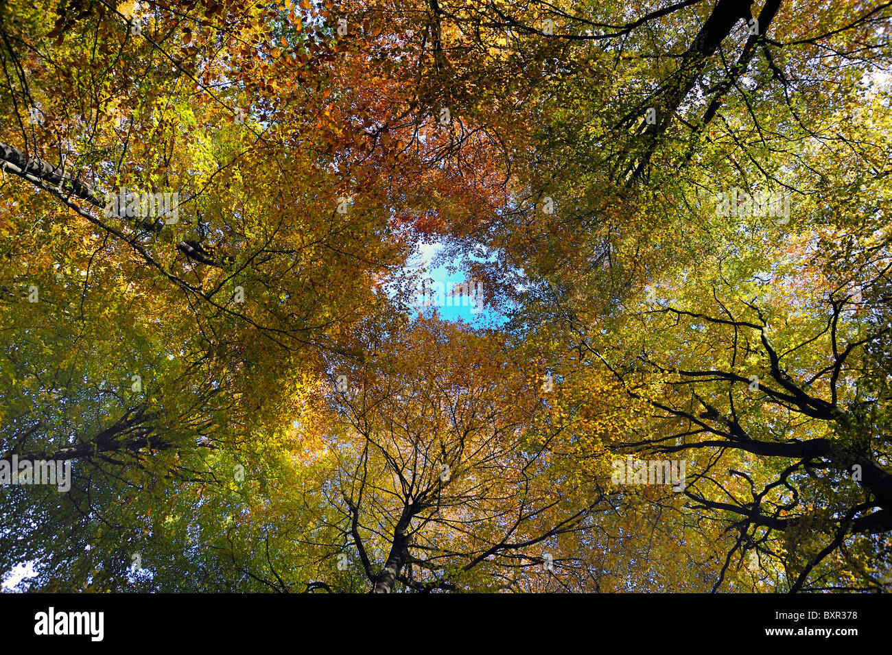 Looking up through the trees to blue sky Stock Photo - Alamy