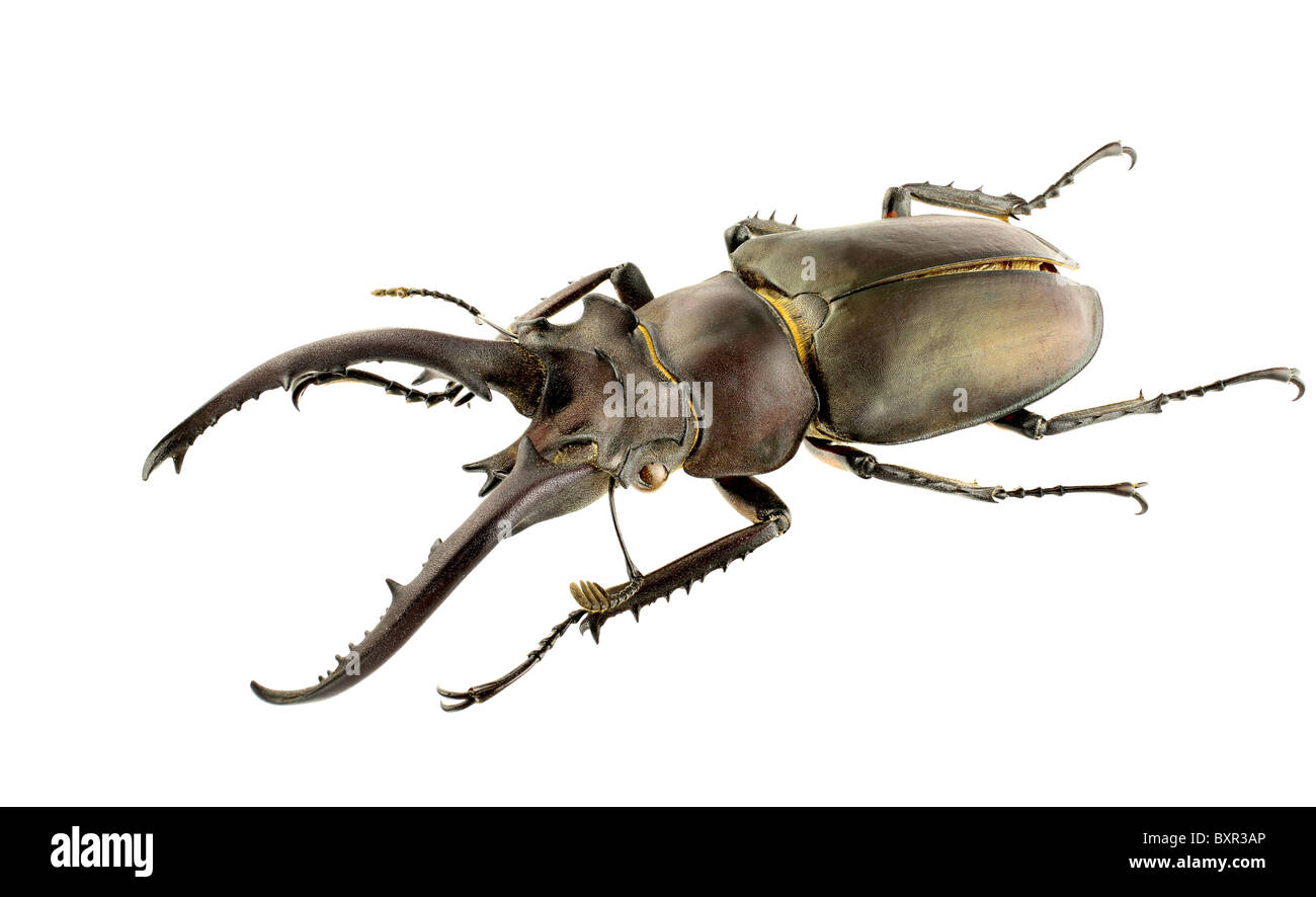 Lucanus hermani (stag beetle) isolated on a white background Stock ...