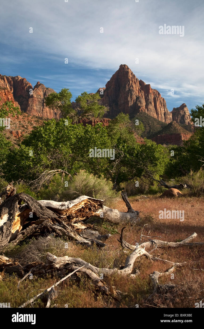 Dead trees on the Virgin River bank and the Watchman mountain in Zion ...