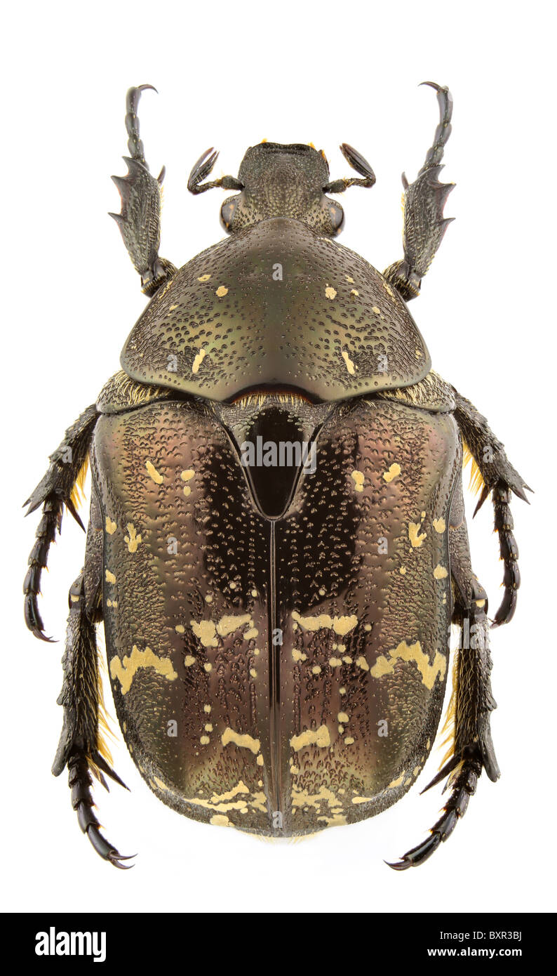 Protaetia brevitarsis hi-res stock photography and images - Alamy