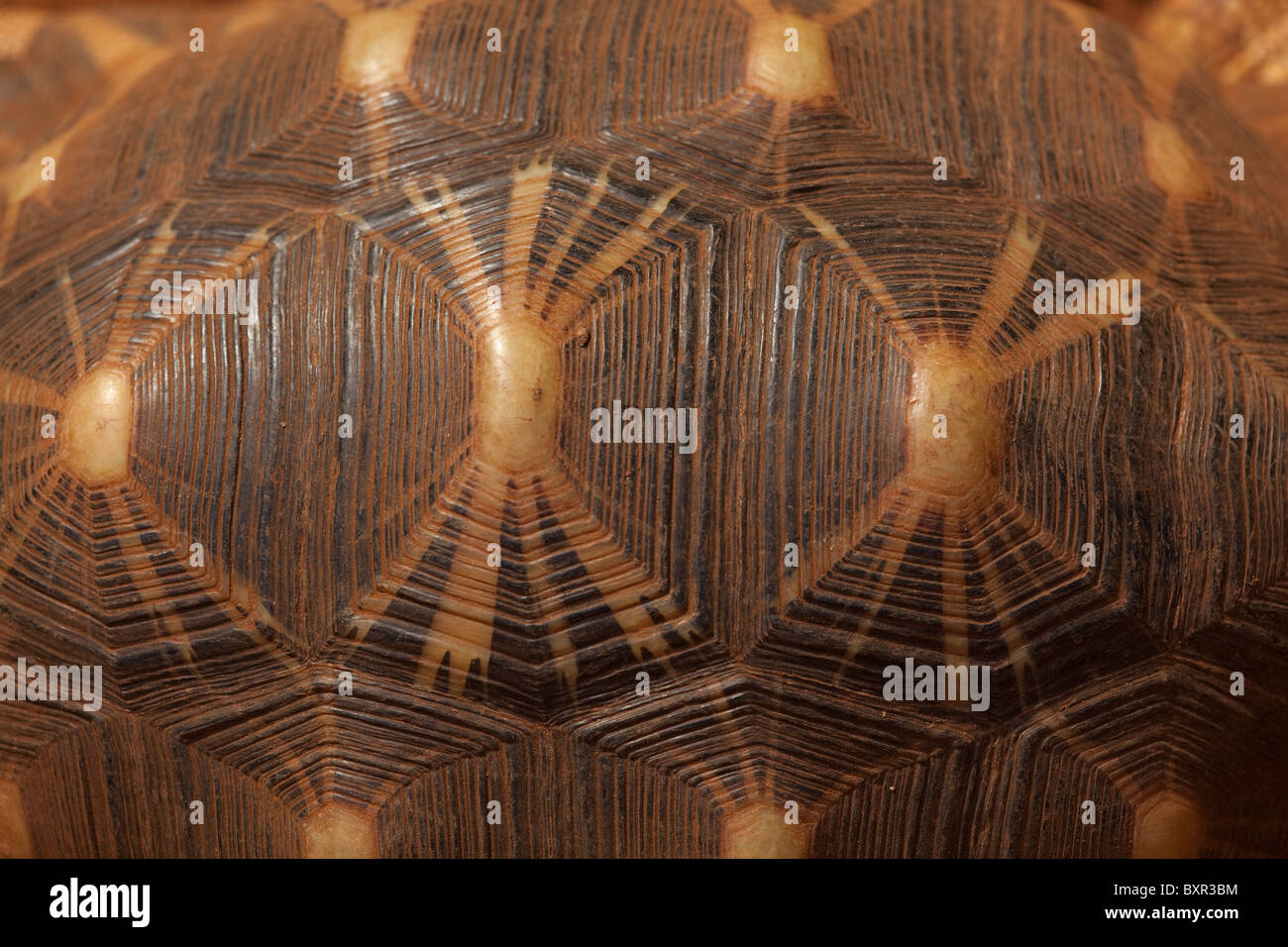 Radiated Tortoise Astrochelys (Geochelone) radiata. Markings and growth ...