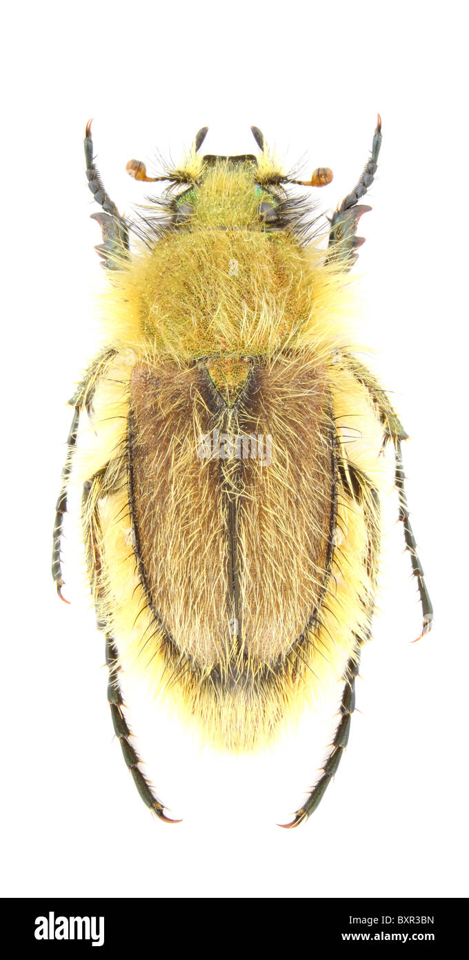 Pygopleurus vulpes hi-res stock photography and images - Alamy