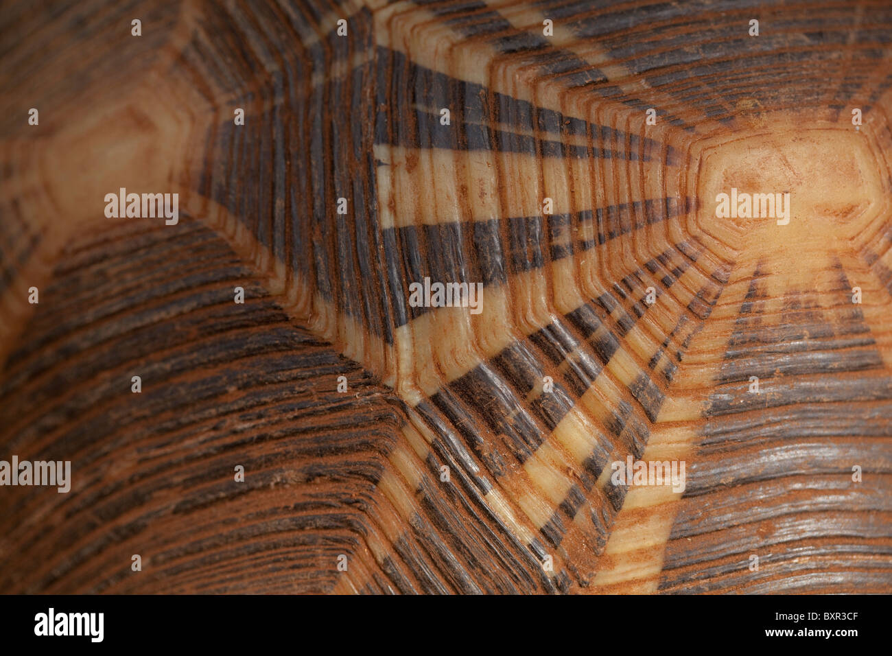 Star tortoises hi-res stock photography and images - Alamy