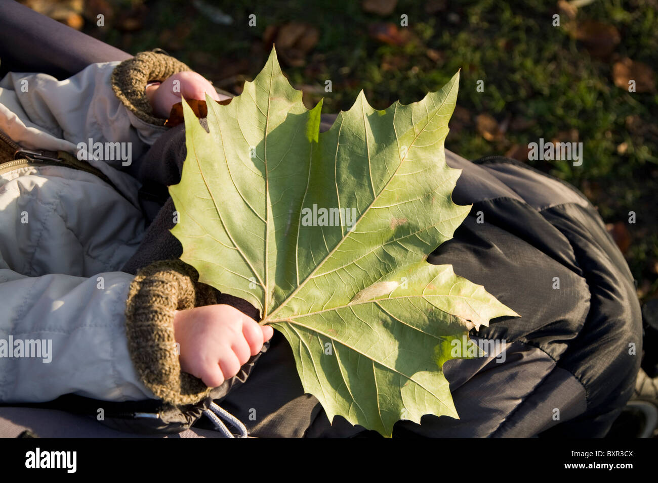 Fallen london plane tree leaf hi-res stock photography and images - Alamy