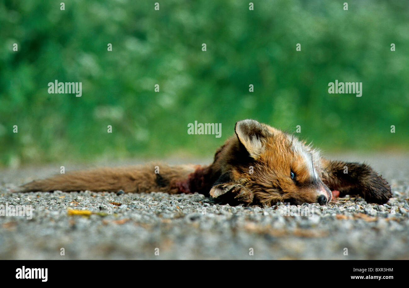 Young red fox (Vulpes vulpes) lying dead on the road killed by traffic ...