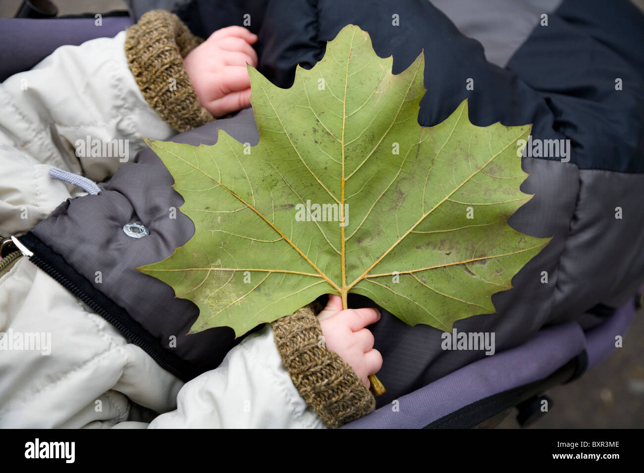 Fallen london plane tree leaf hi-res stock photography and images - Alamy