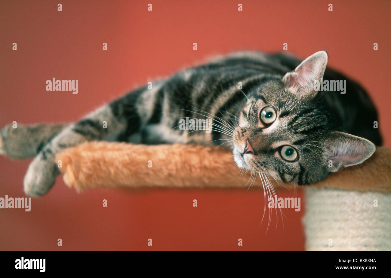 Domestic cat (Felis catus) resting on top of scratch-post, Belgium ...