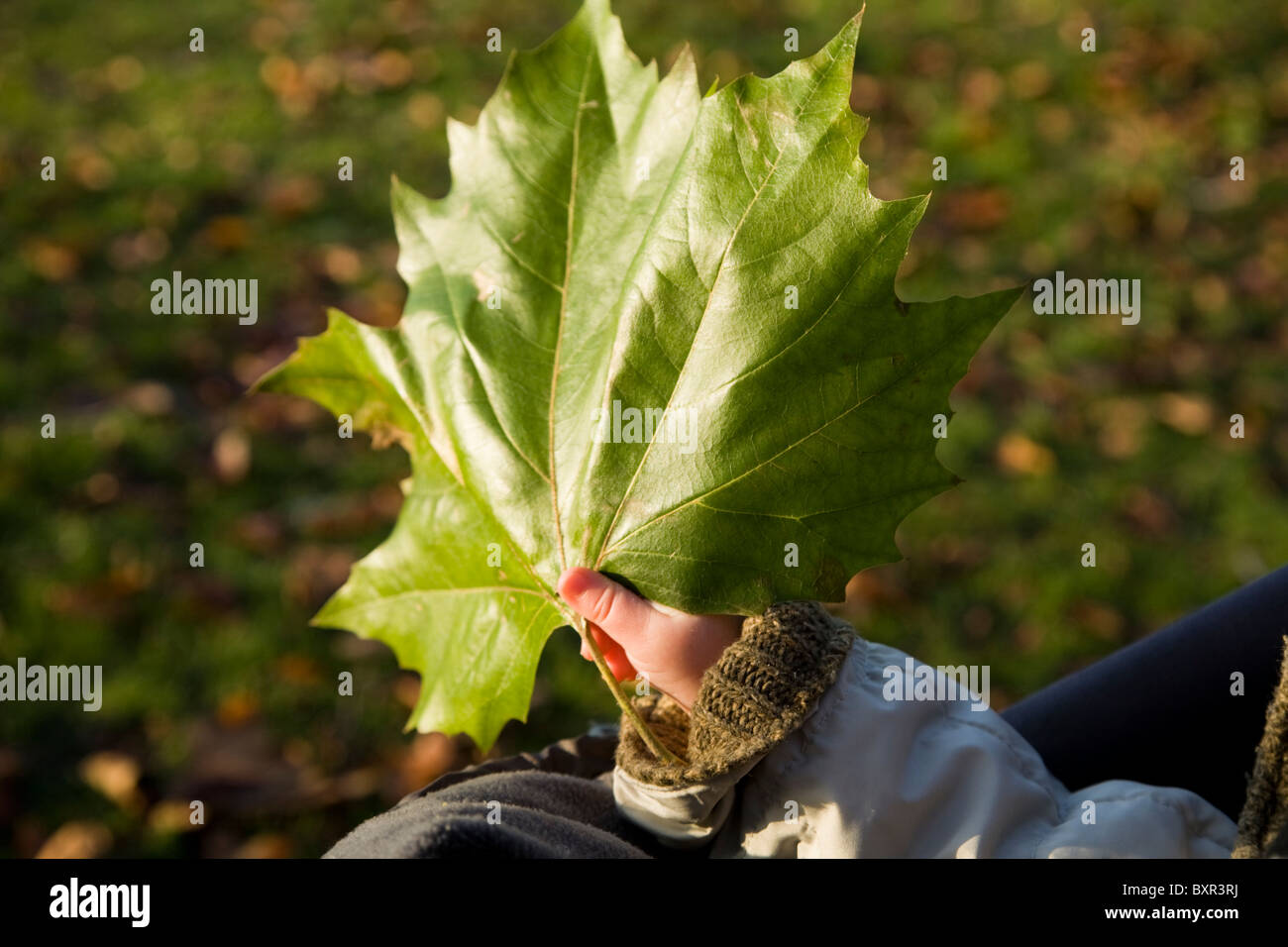 Leaves dropped from tree hi-res stock photography and images - Alamy