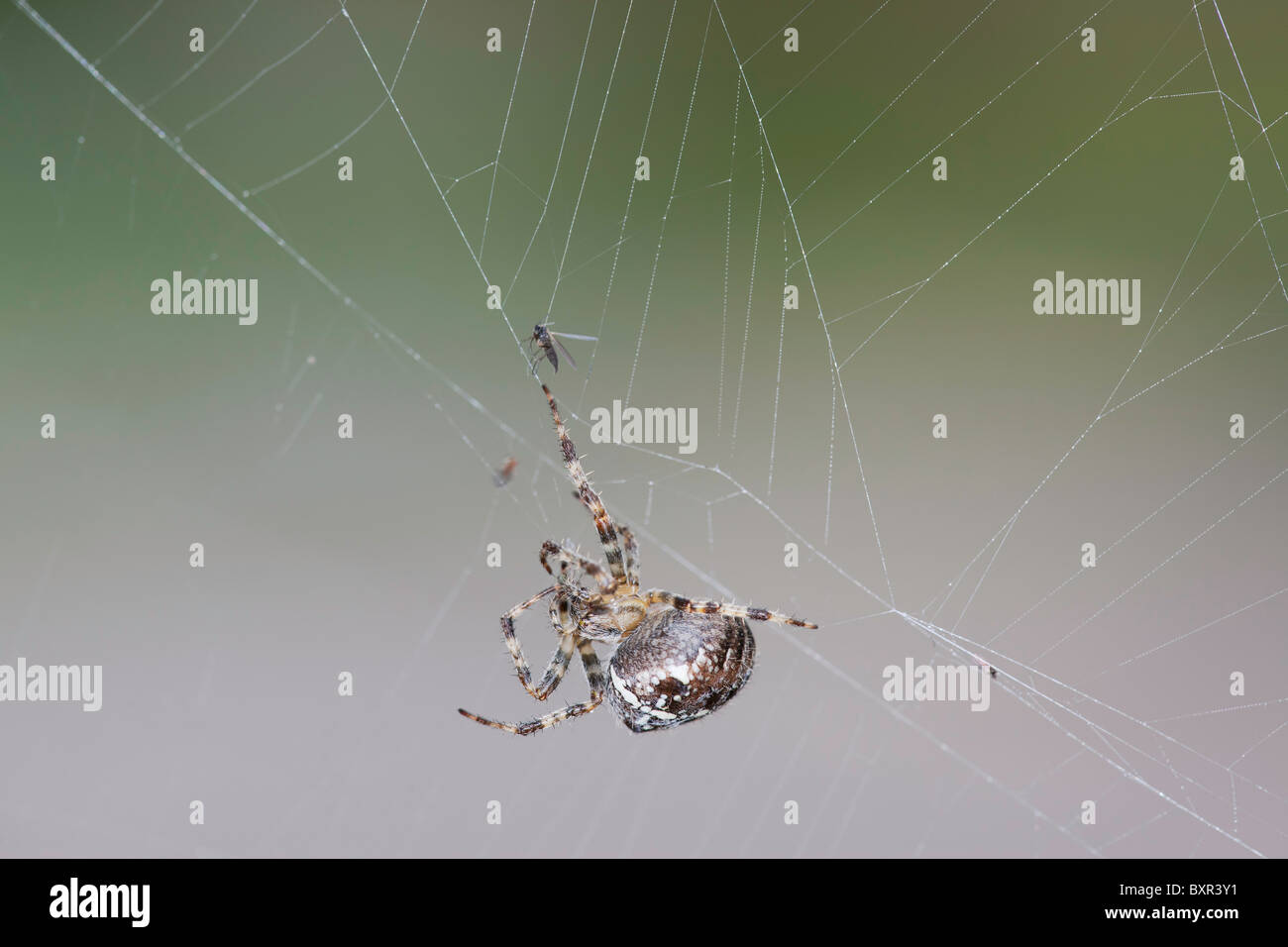 Spider orb hi-res stock photography and images - Alamy
