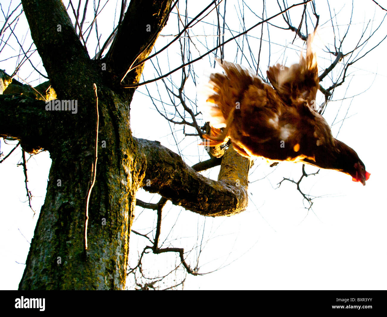 hen in a tree Stock Photo - Alamy