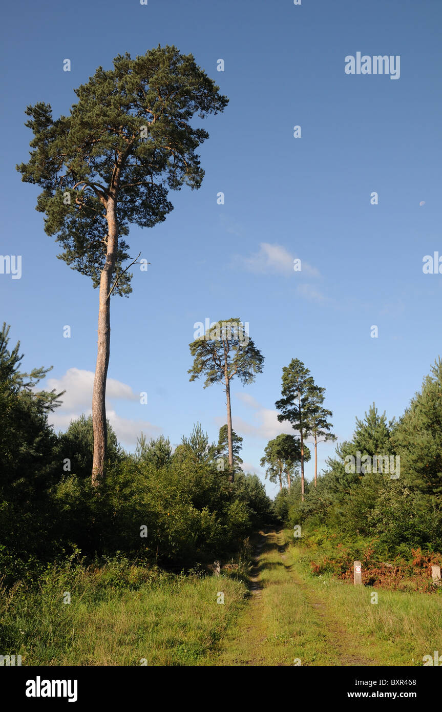 Footpath in Compiegne Forest Picardie France with mature trees and blue ...