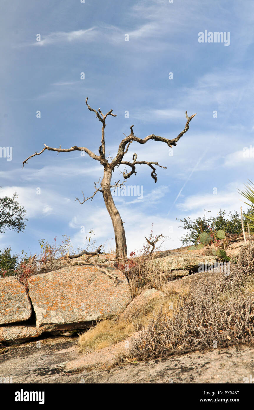 Twisted, dead tree on granite batholith, Enchanted Rock Natural Area ...