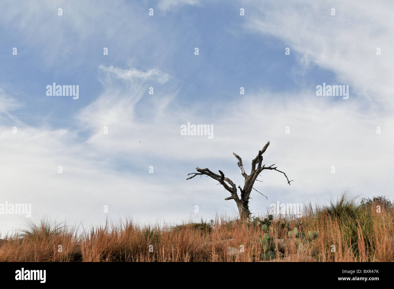 Twisted, dead tree on granite batholith, Enchanted Rock Natural Area ...