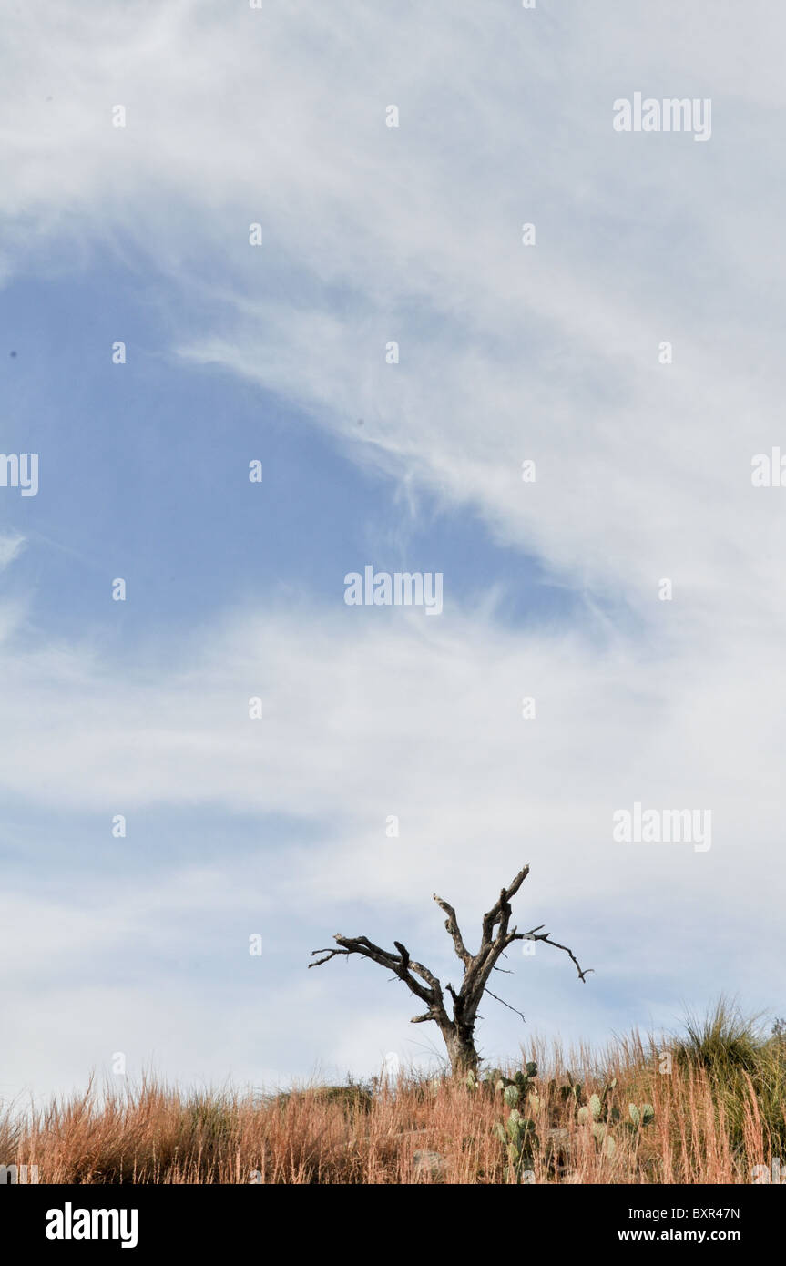 Twisted, dead tree on granite batholith, Enchanted Rock Natural Area ...