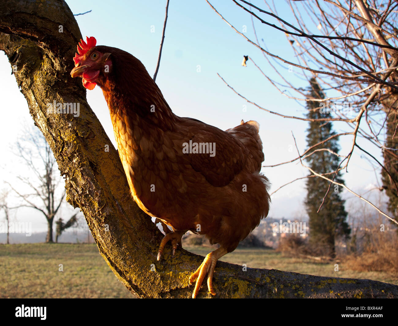 hen in a tree Stock Photo - Alamy