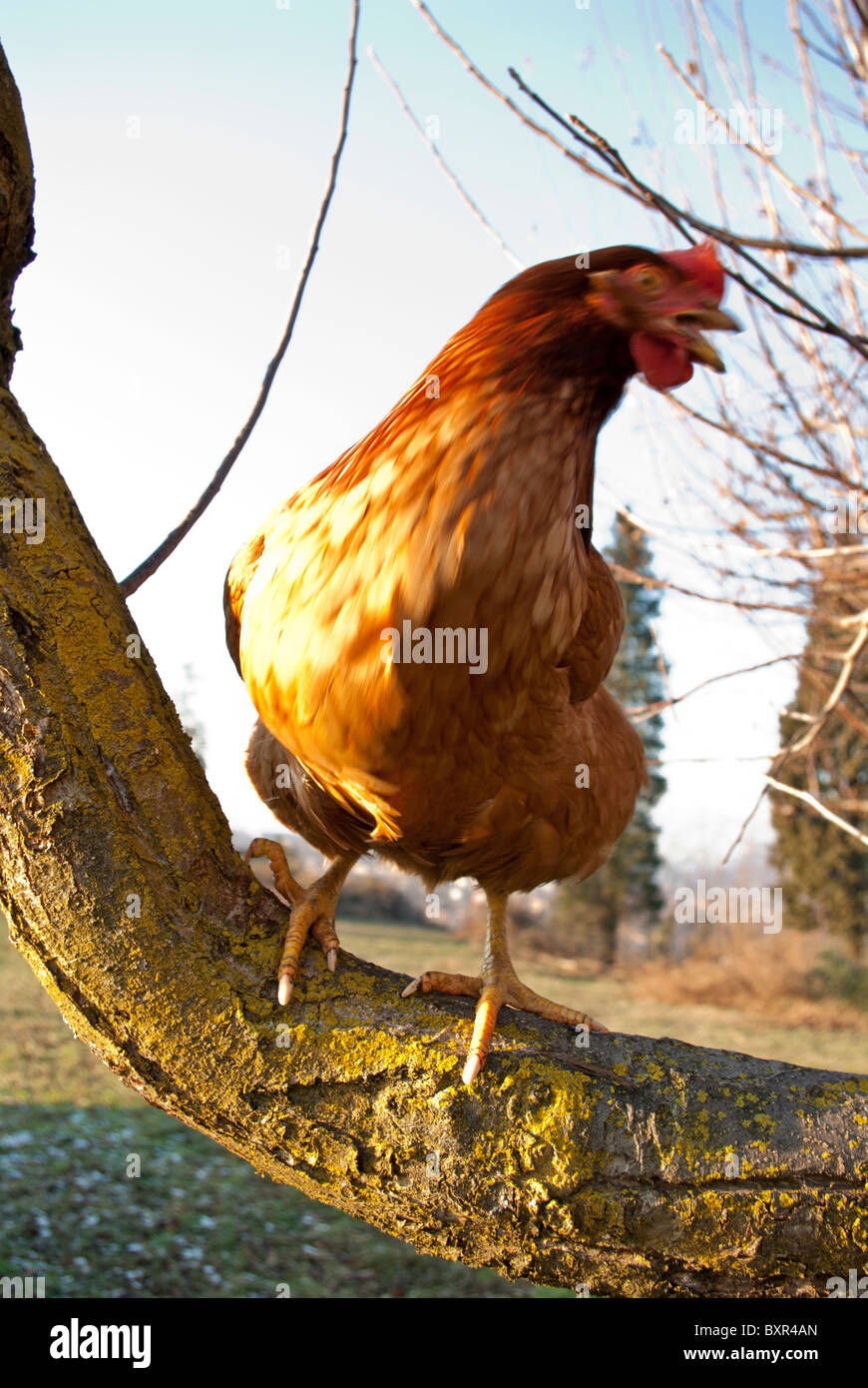 hen in a tree Stock Photo - Alamy
