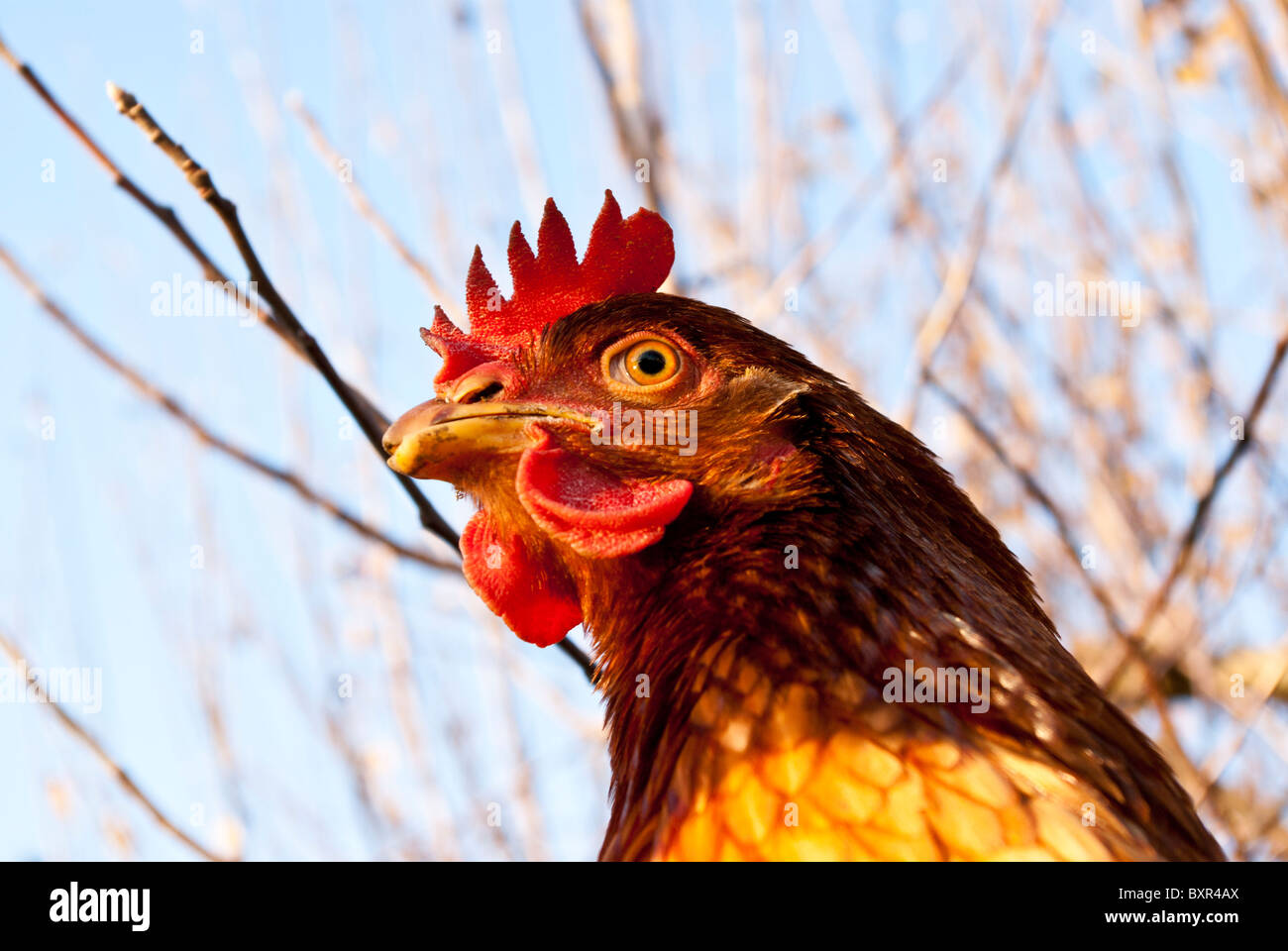 hen in a tree Stock Photo - Alamy