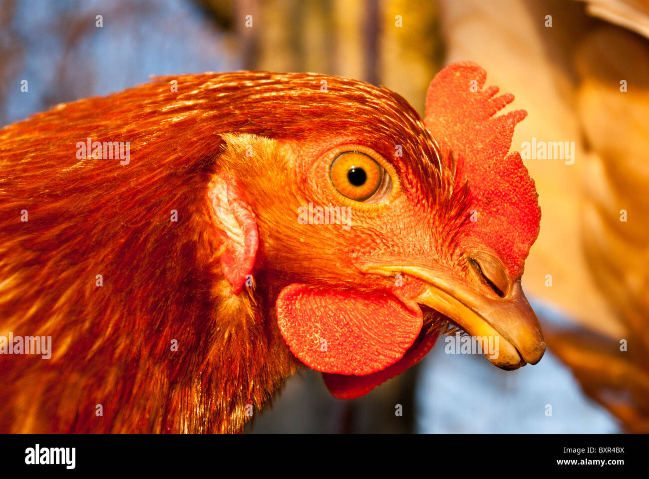 hen in a tree Stock Photo - Alamy