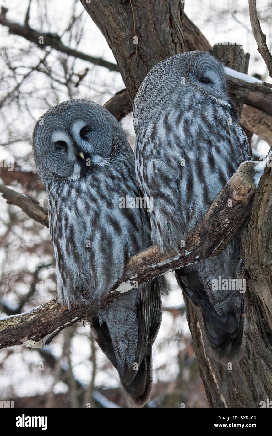 Great Grey Owls (or Lapland Owl, Strix nebulosa Stock Photo - Alamy