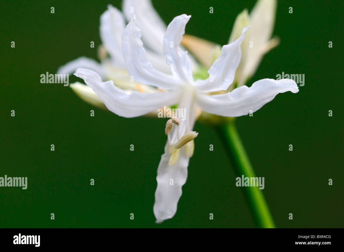 nerine flexuosa alba white flowers wrinkled petal Stock Photo - Alamy