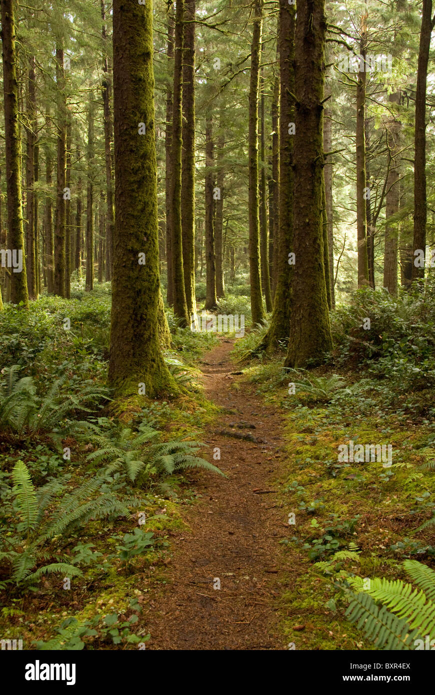 Dirt and pine needle covered path leading through forest of the Cape ...