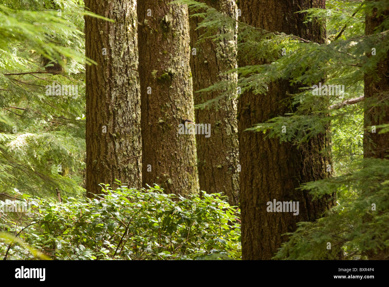Trunks of large pine trees in the forest of Cape Perpetua Scenic Area ...