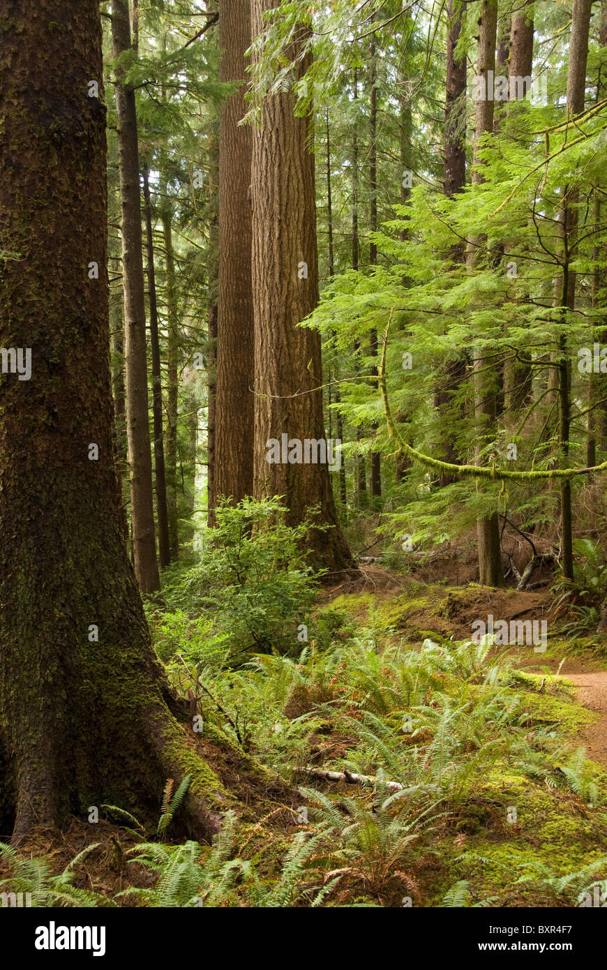 Trees of the forest of the Cape Perpetua Scenic Area, central coast of ...
