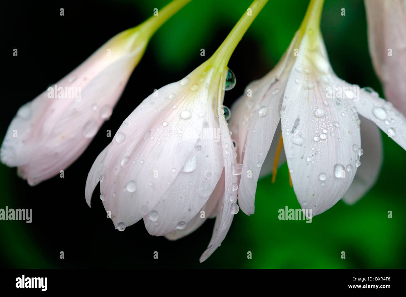 Princess lily hi-res stock photography and images - Alamy