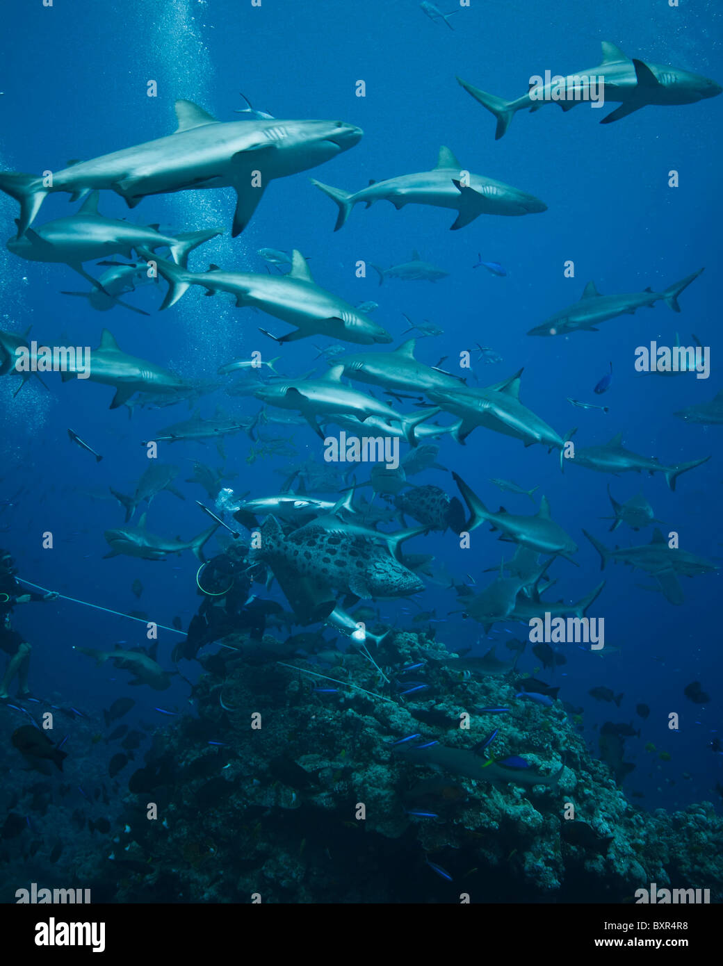 Diver shark circling hi-res stock photography and images - Alamy