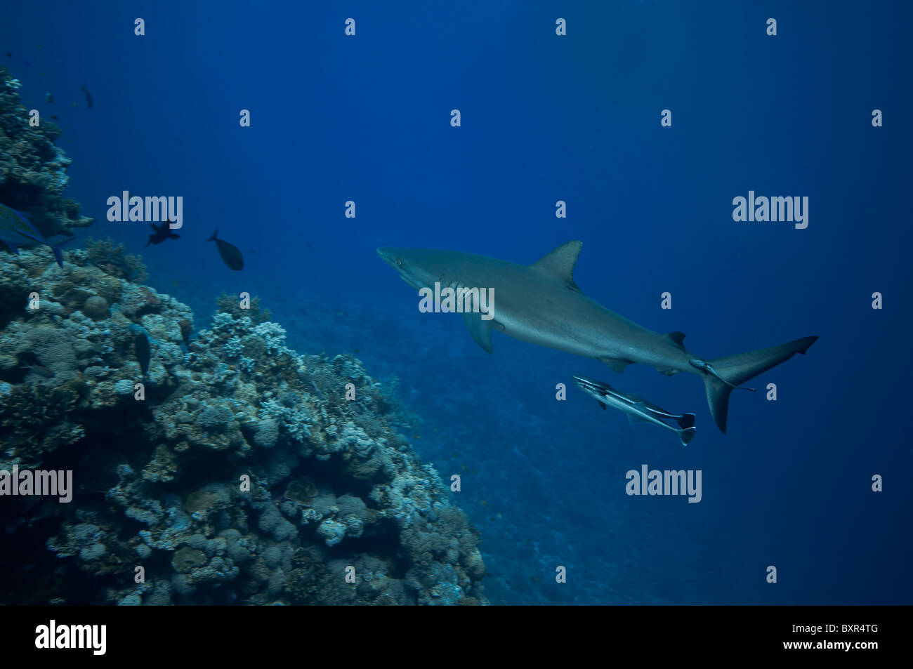 Australia great barrier reef shark hi-res stock photography and images ...