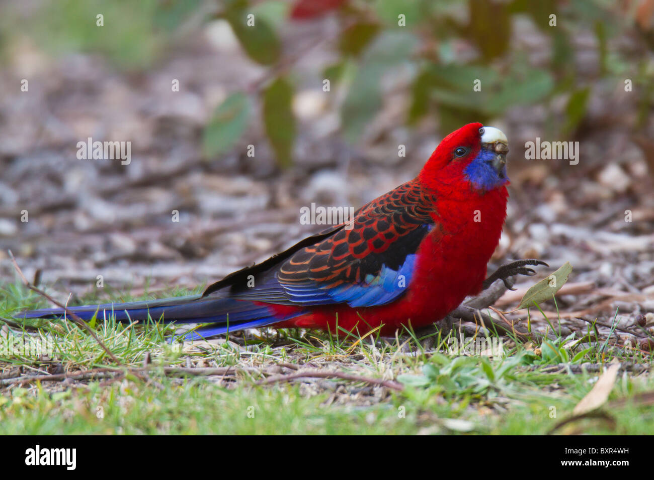 Crimson Rosella (Platycercus elegans) on the ground eating a seed ...