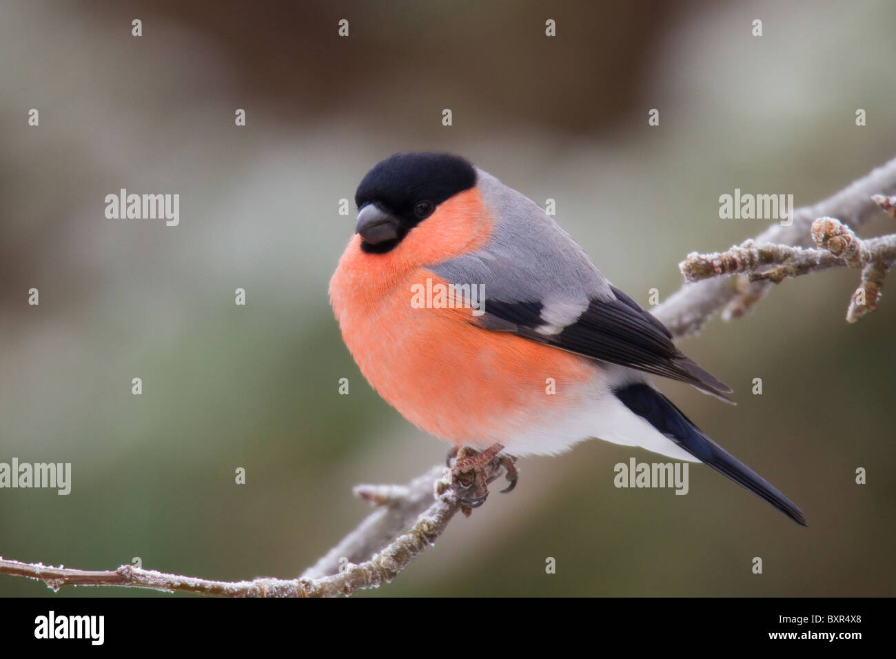 male Eurasian Bullfinch (Pyrrhula pyrrhula) perched on a frost-covered ...