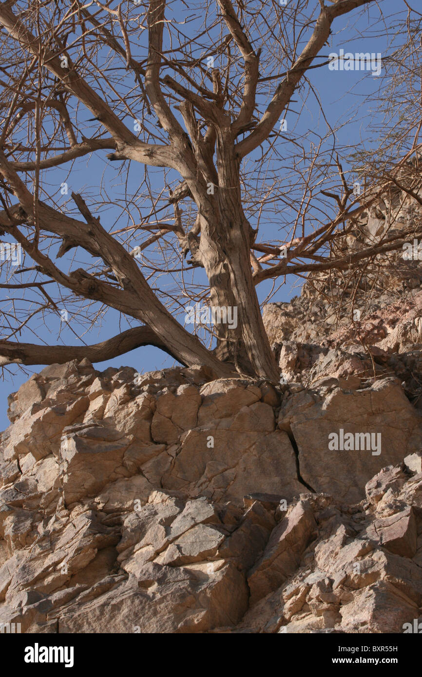 Tree growing out of rock hi-res stock photography and images - Alamy
