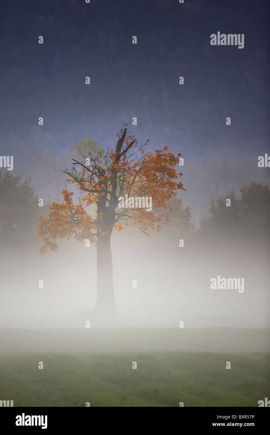 Tree with autumn leaves in the fog Stock Photo - Alamy