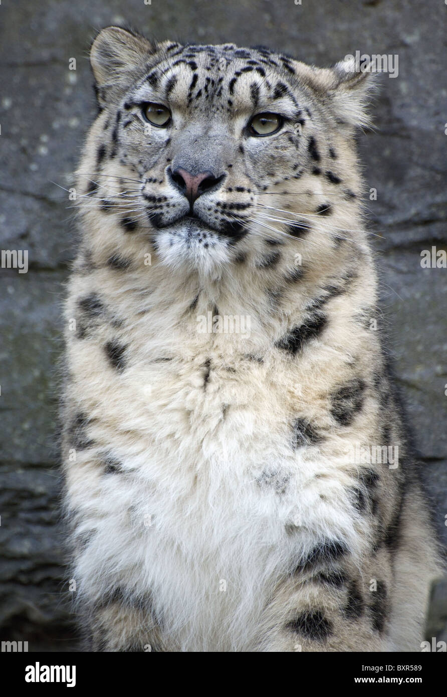 Female snow leopard looking towards camera Stock Photo - Alamy