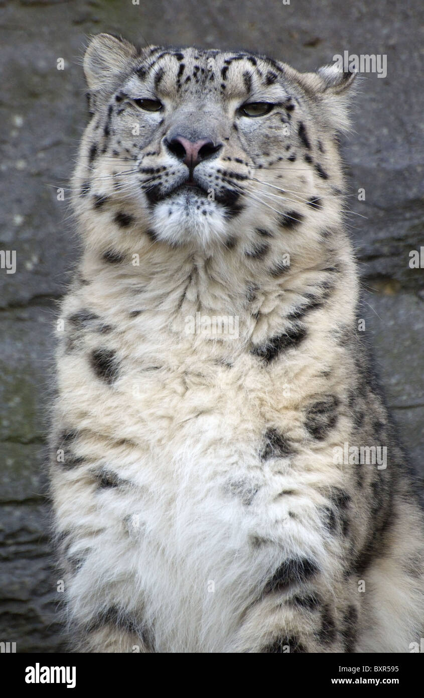 Female snow leopard looking at camera Stock Photo - Alamy