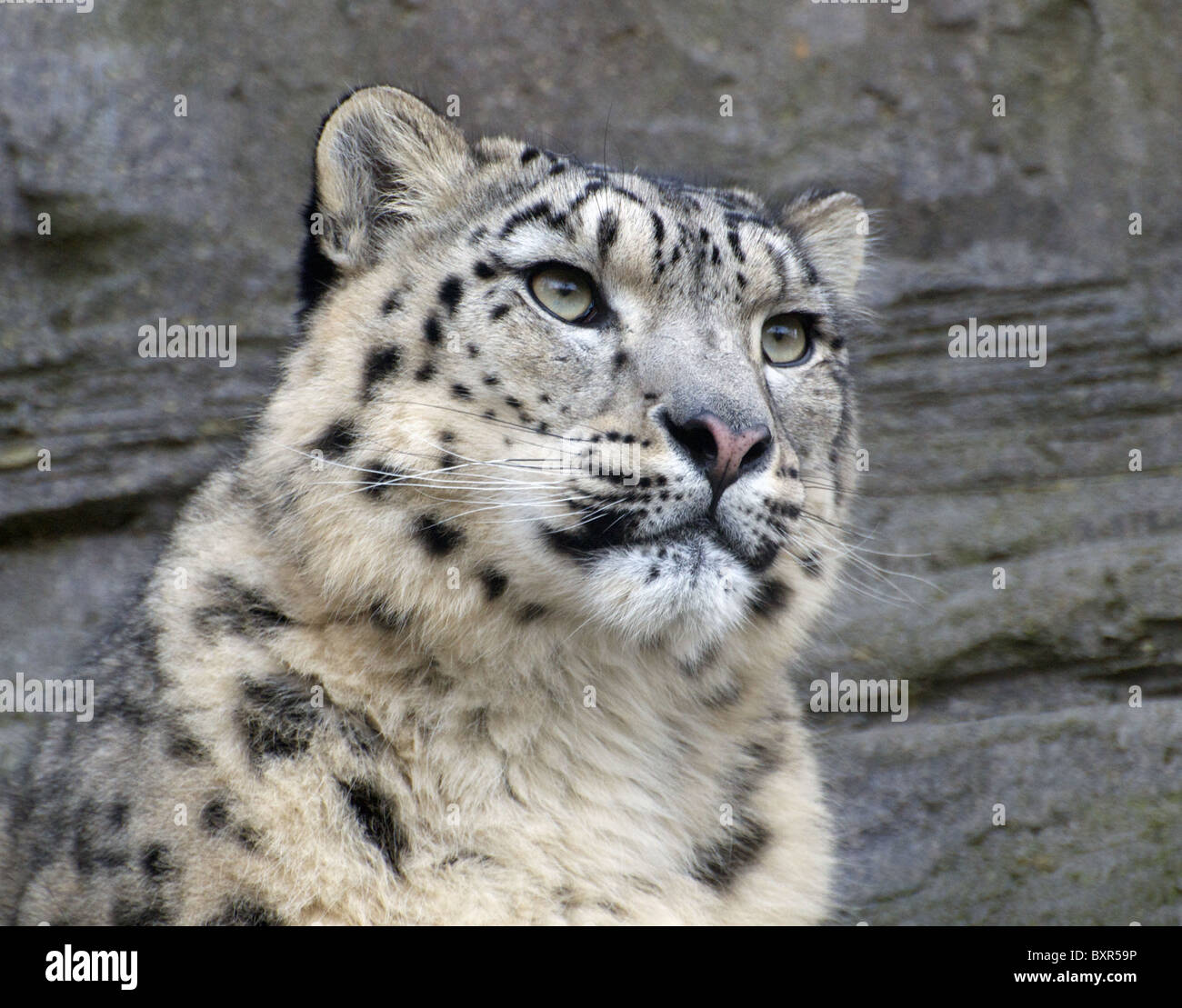 Female snow leopard (headshot Stock Photo - Alamy